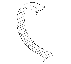 2000-2005 Volkswagen Passat Timing Belt 06B-109-119-F | VW Direct Auto ...